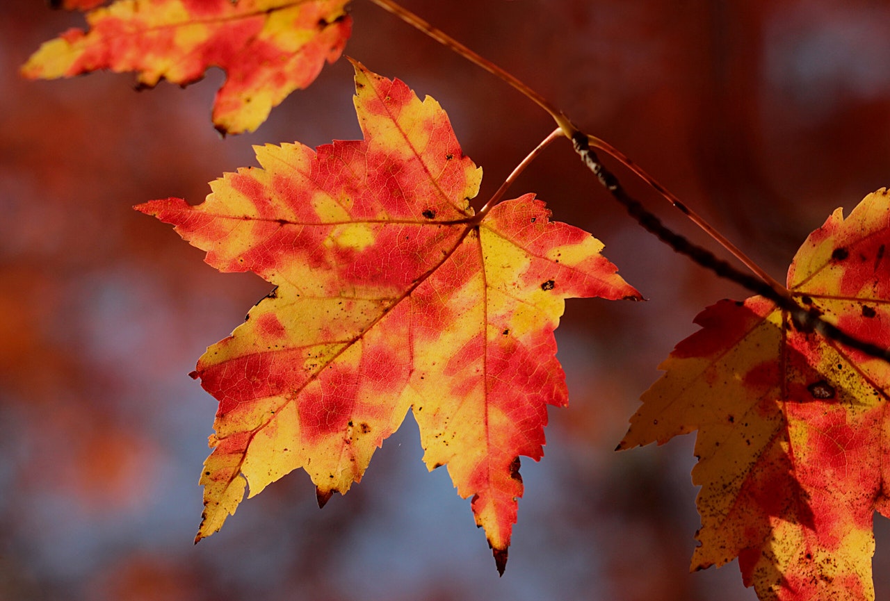 The State of Maple on the White Mountain National Forest - National ...