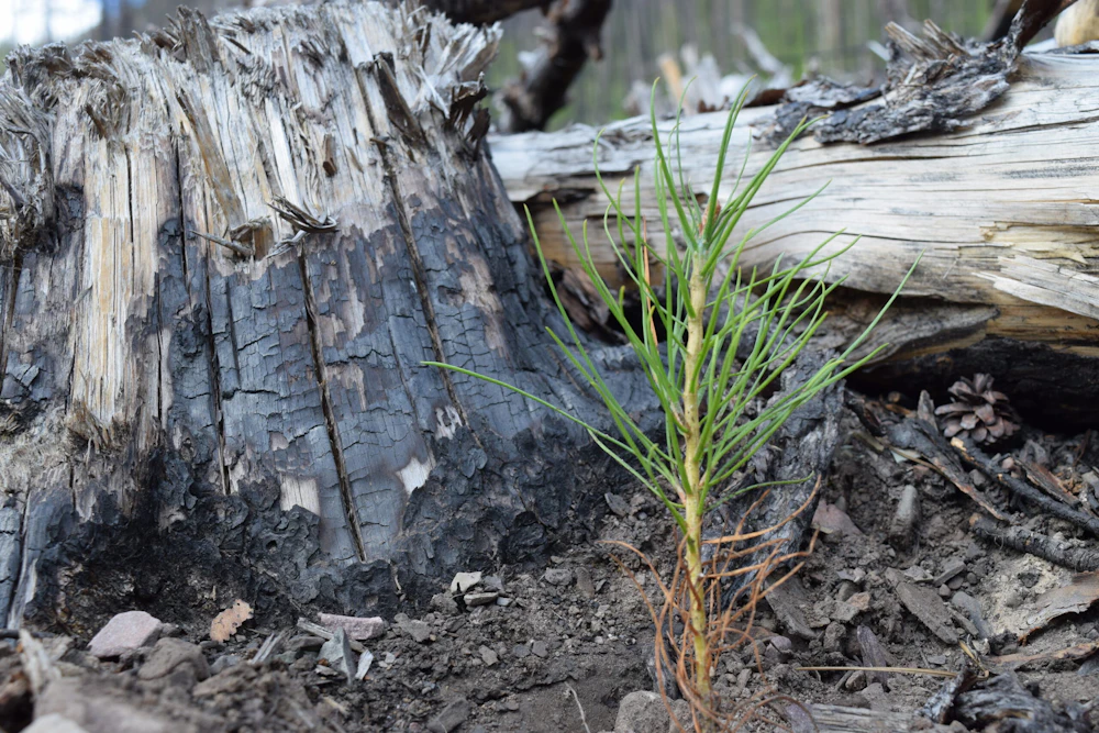 The Lifecycle of a Tree - National Forest Foundation