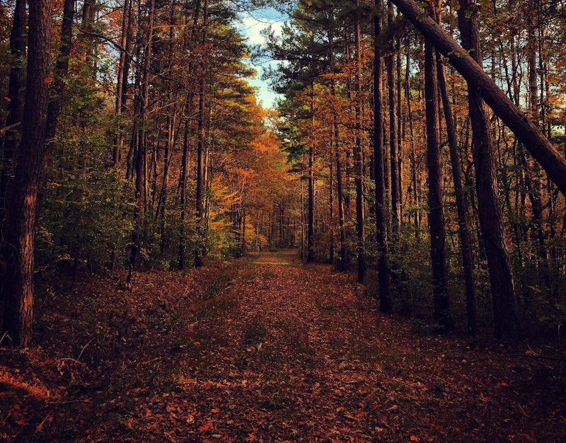 Hoosier National Forest - National Forest Foundation