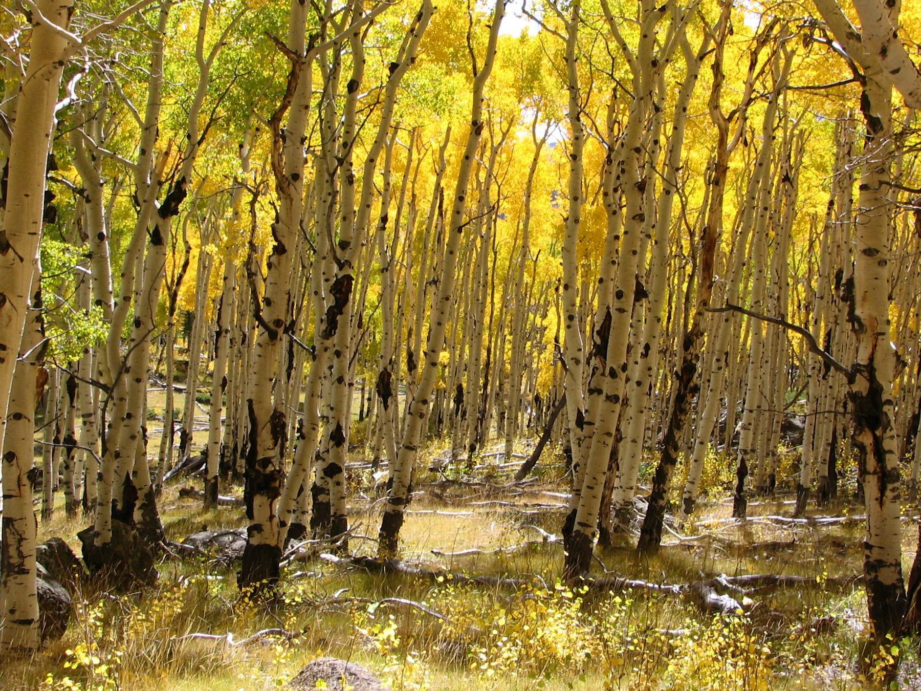 Tree Profile: Aspen - So Much More Than a Tree - National Forest Foundation