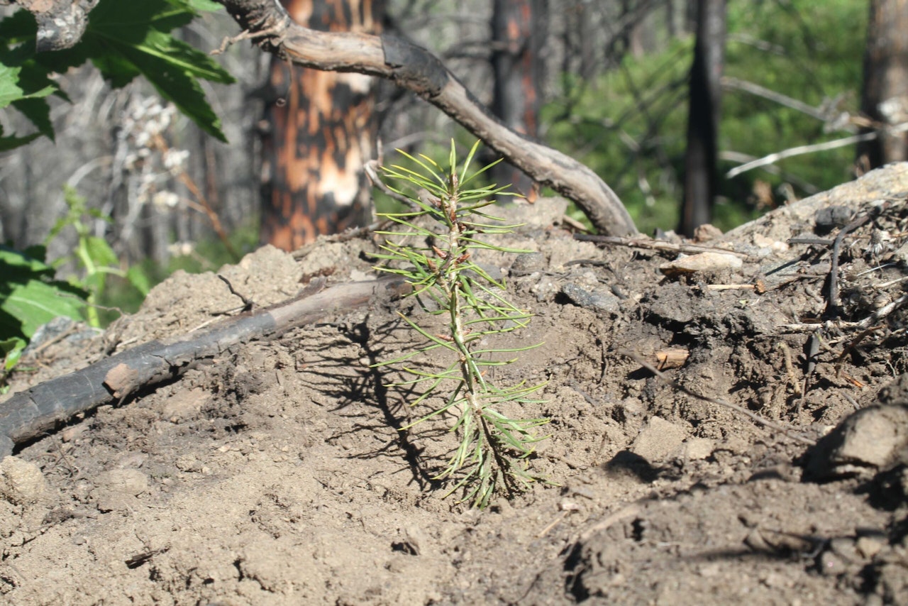 Five NFF Reforestation Projects of 2015 - National Forest Foundation