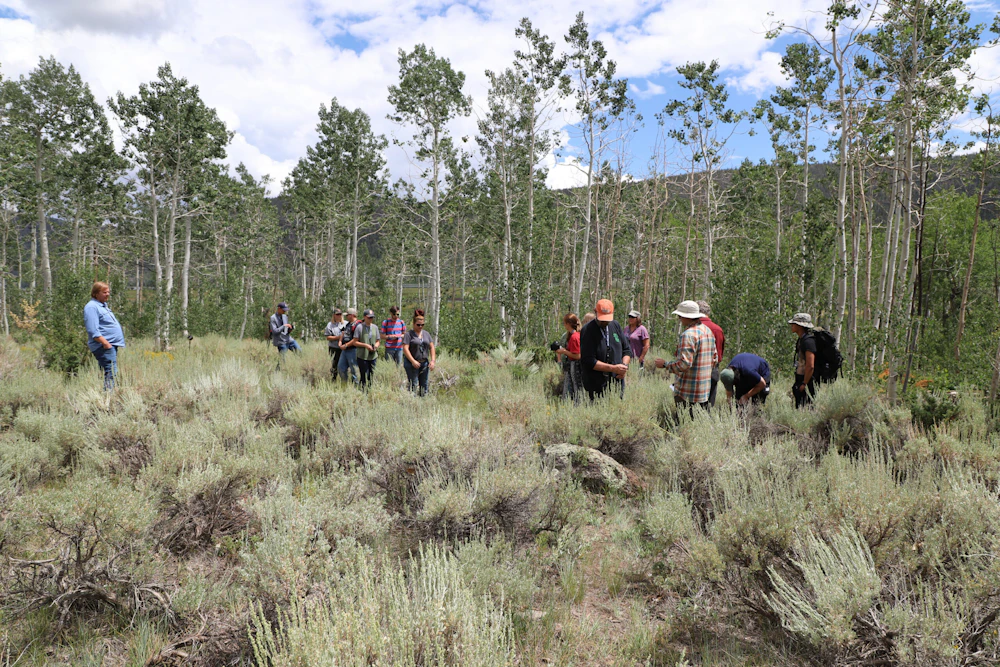 Pando: Documenting a Tree That Redefines What a Tree Can Be - National ...