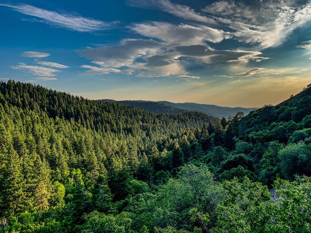 National Forest Foundation (NFF) President & CEO, Mary Mitsos to ...