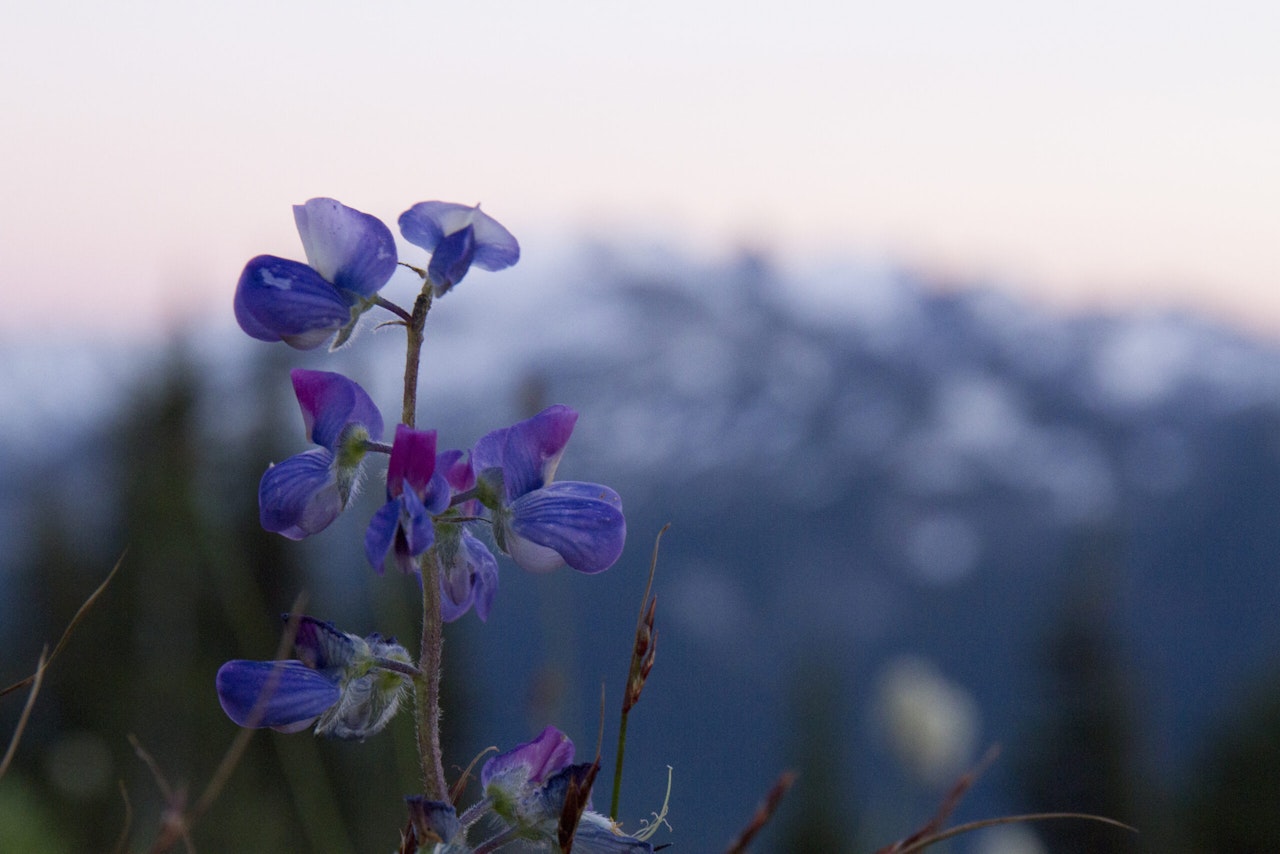 Six Unique Wildflowers to Spot in our National Forests - National ...