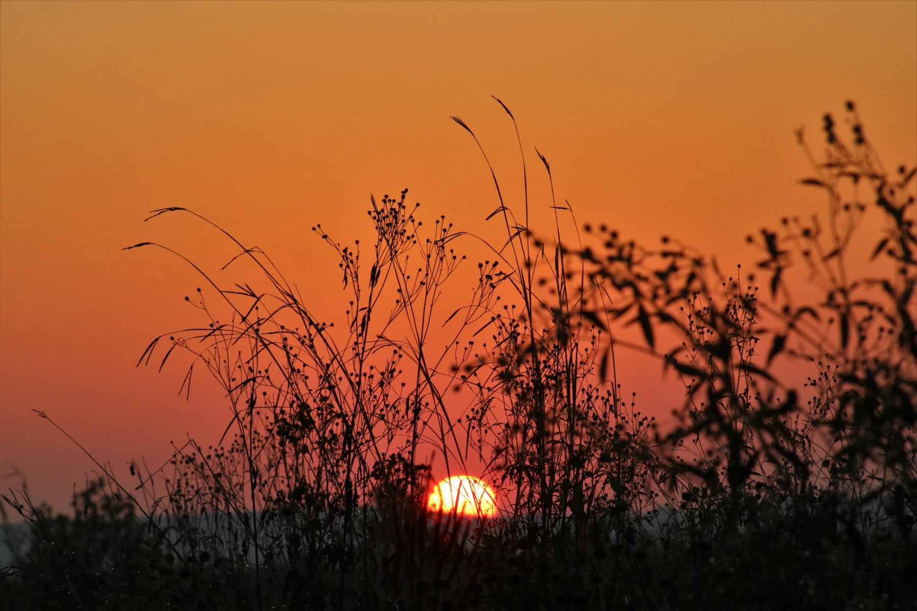 Midewin National Tallgrass Prairie - National Forest Foundation