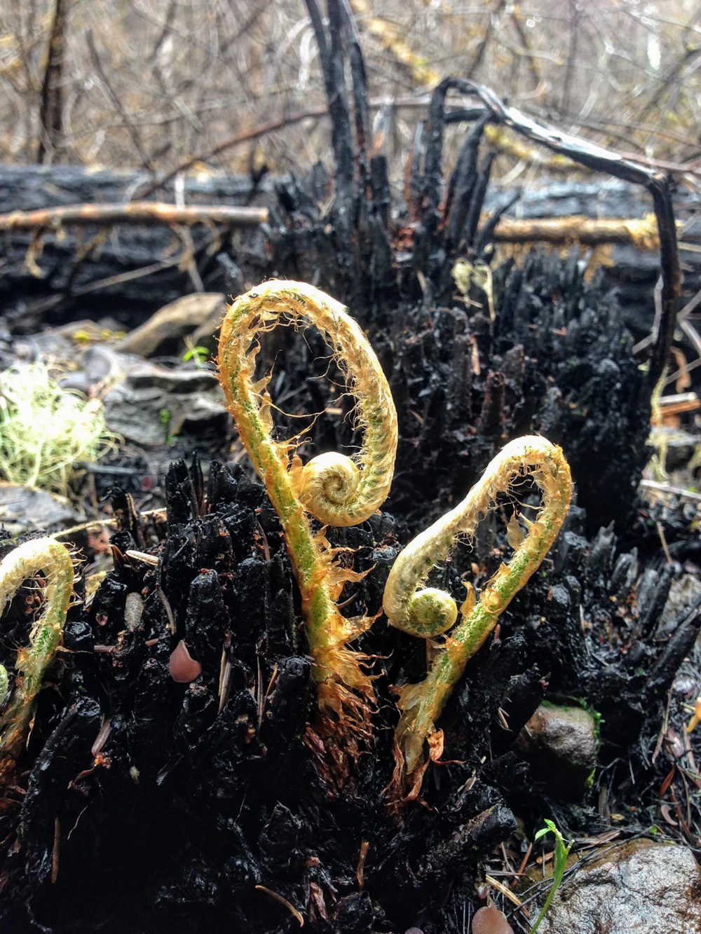 Columbia River Gorge – Working to Reopen Hiking Trails after the Eagle ...