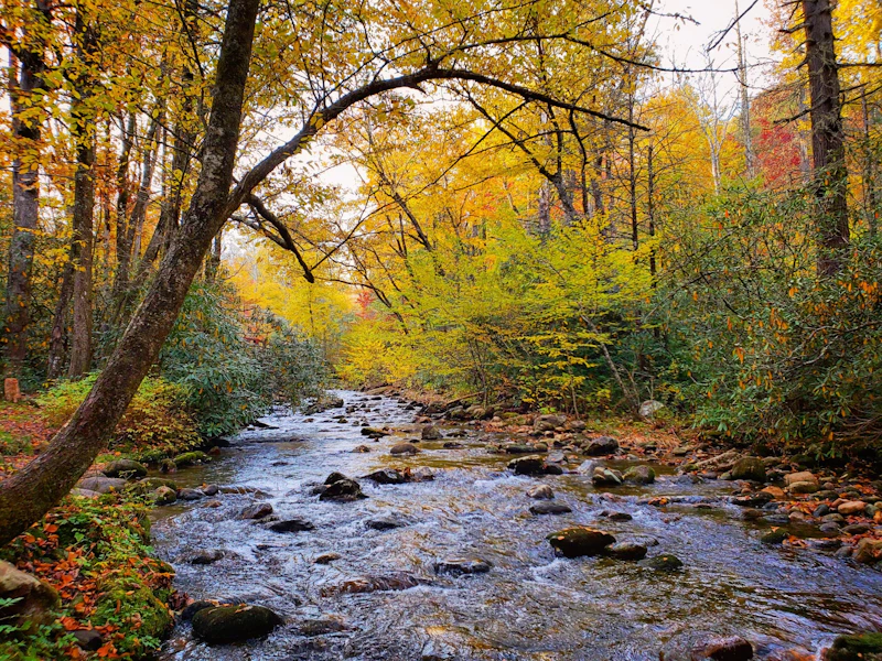 National Forests in North Carolina - National Forest Foundation